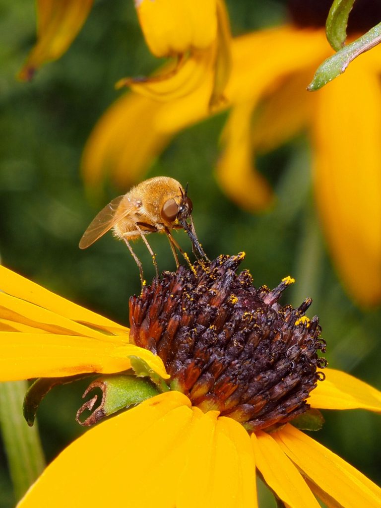 About us | Wild Pollinator Partners