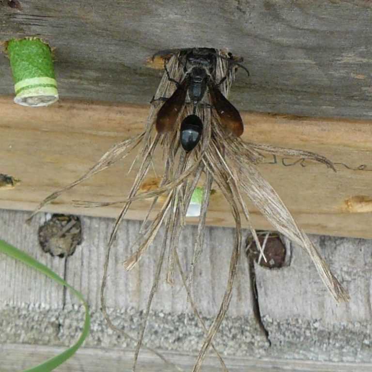 Grass-carrying Wasp (Isodontia mexicana) | Wild Pollinator Partners