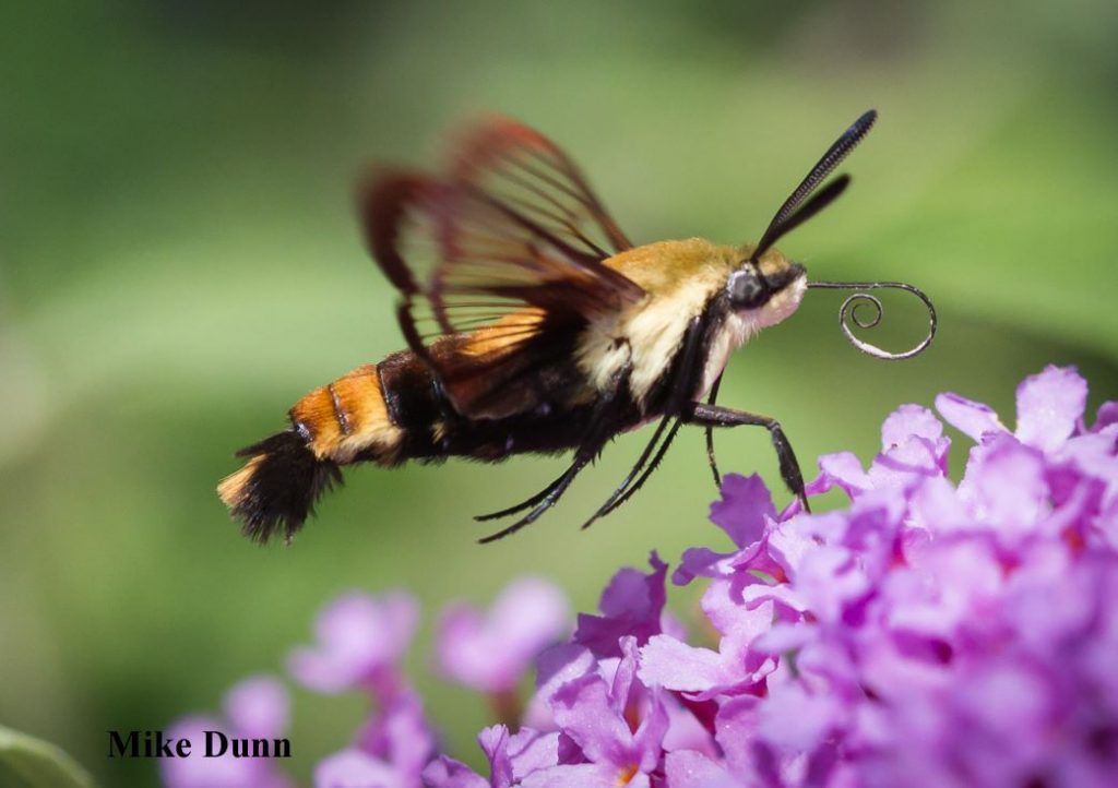 A case of moth envy: hummingbird moths of our area | Wild Pollinator ...