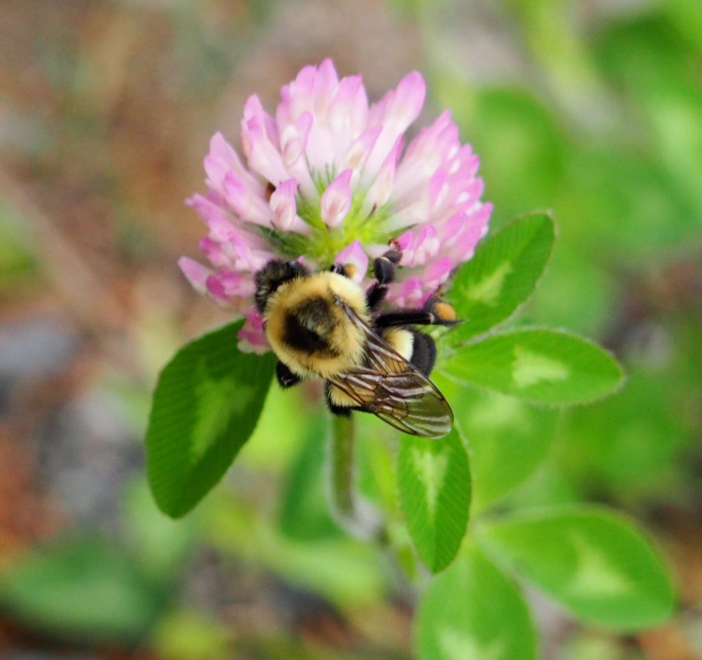 Bombus – the Bumble Bee | Wild Pollinator Partners