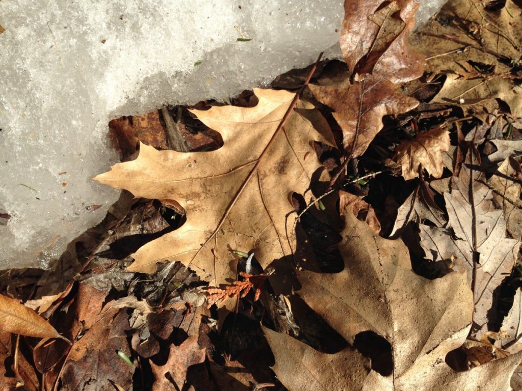 Another good reason to hold back on “cleaning up” the garden | Wild ...