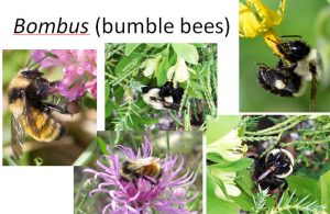 An introduction to our native bees | Wild Pollinator Partners