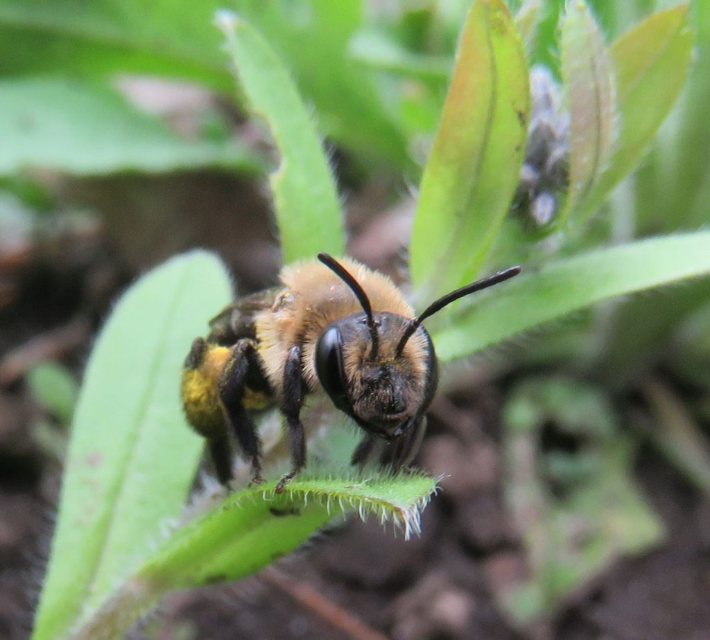 An introduction to our native bees | Wild Pollinator Partners