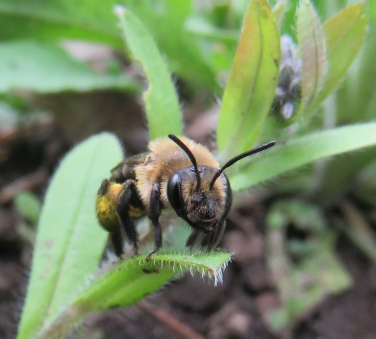 An introduction to our native bees | Wild Pollinator Partners