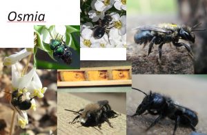 An introduction to our native bees | Wild Pollinator Partners