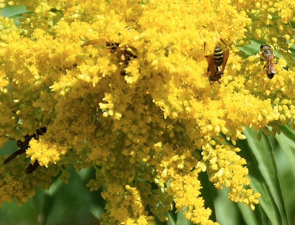 Selby Plains/Atlantis Pollinator Garden: end of season report | Wild ...