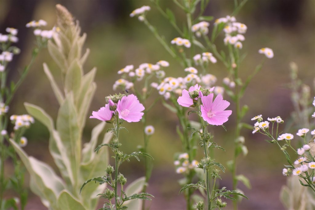 Selby Plains/Atlantis Pollinator Garden: end of season report | Wild ...