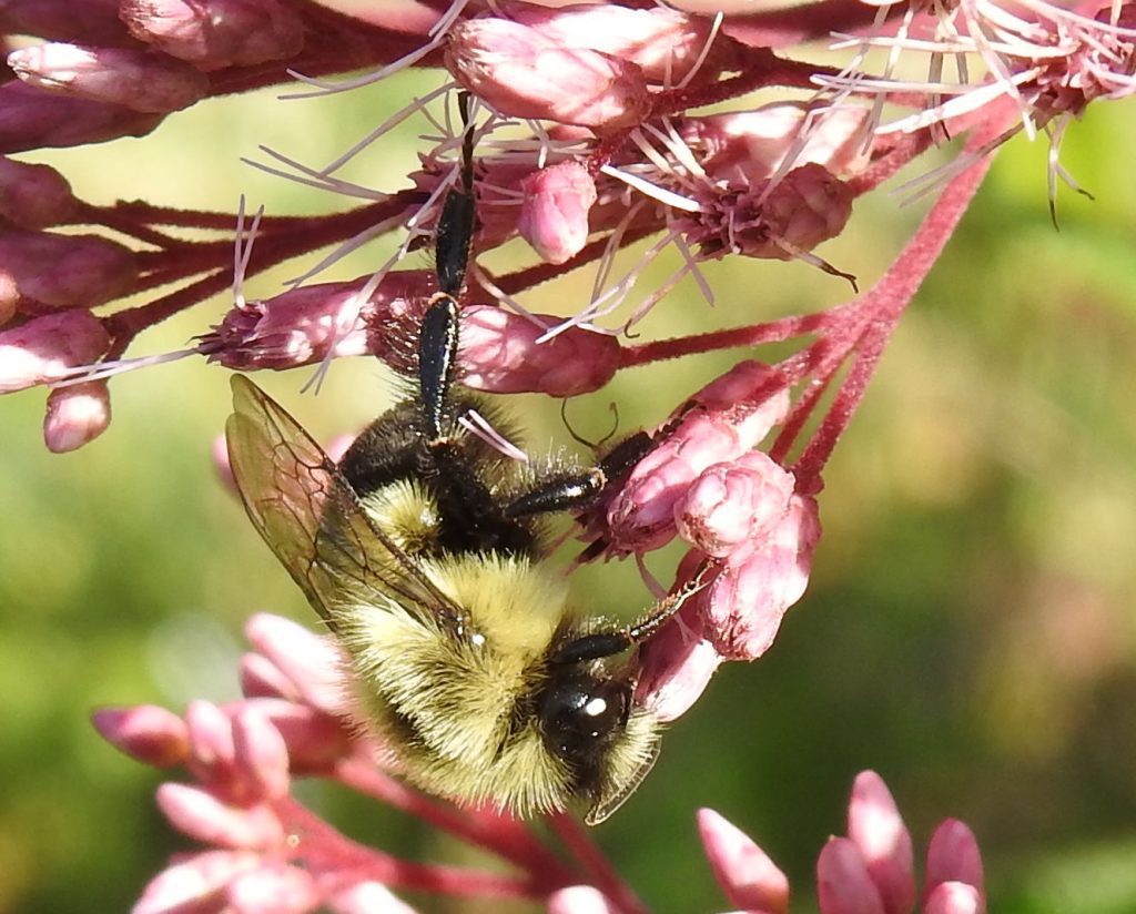 Our bumble bees have healthy guts! | Wild Pollinator Partners