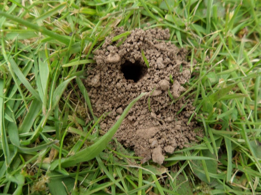 Where do bees live? | Wild Pollinator Partners
