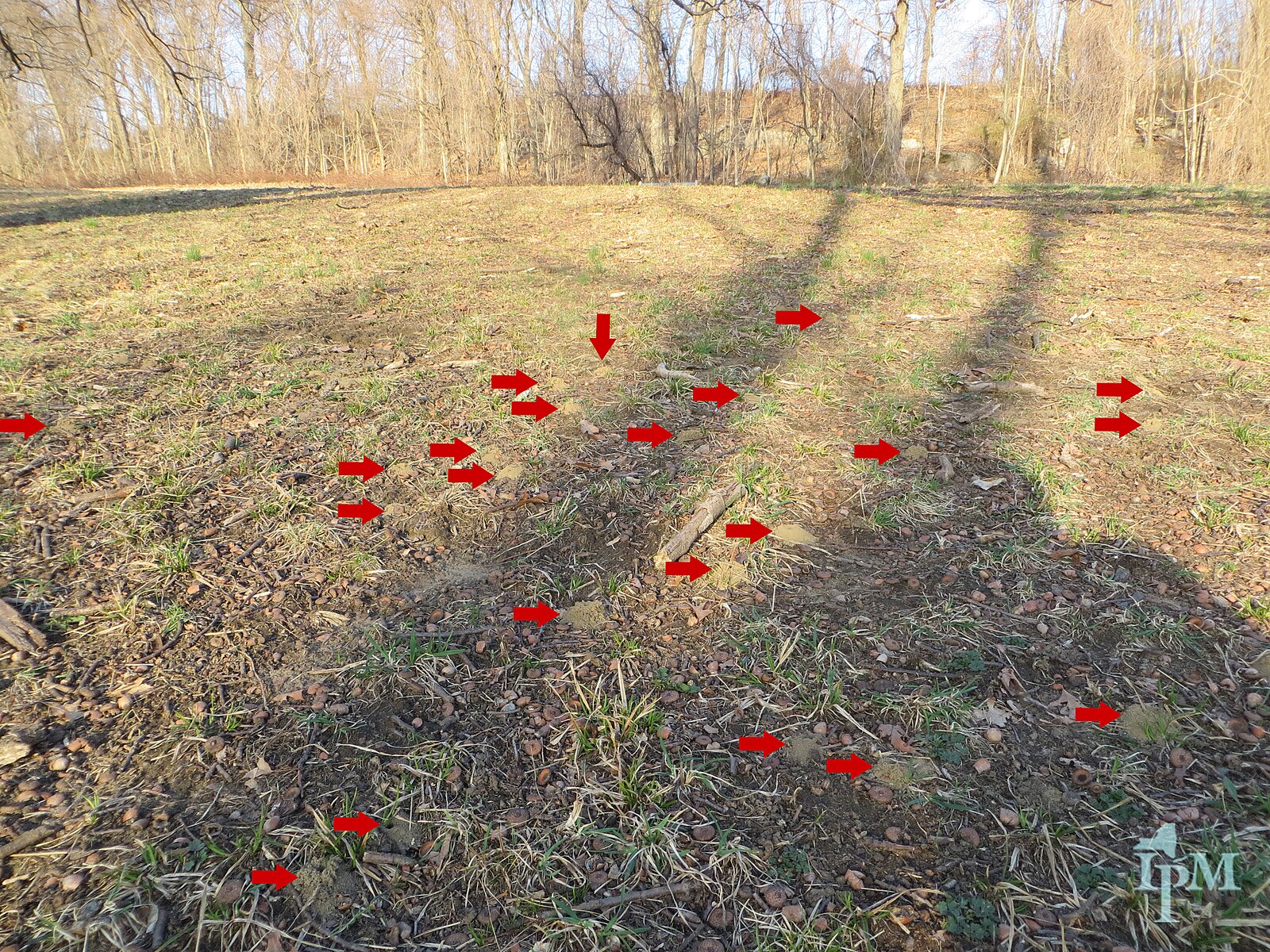 Where do bees live? | Wild Pollinator Partners