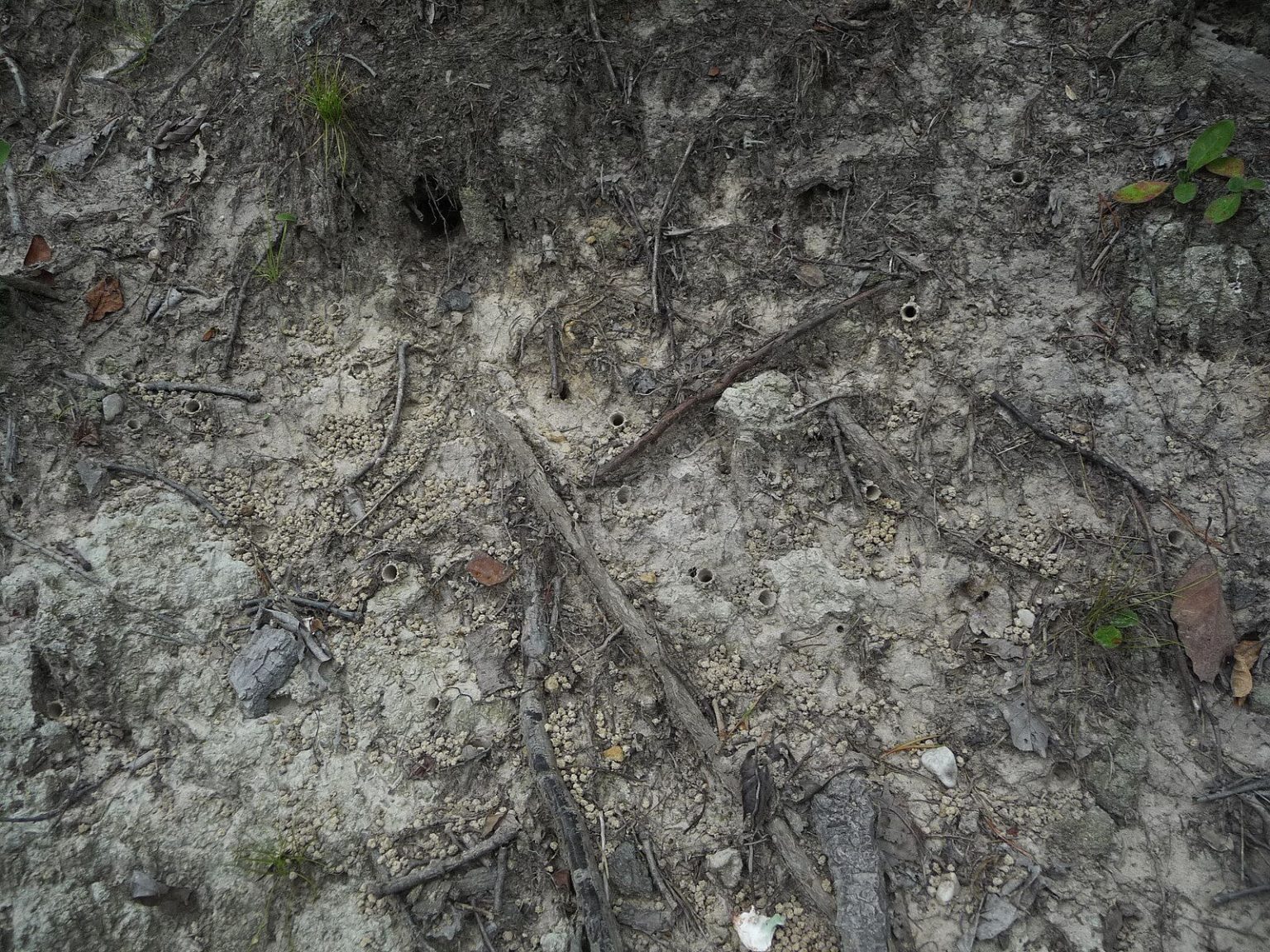 Where do bees live? | Wild Pollinator Partners